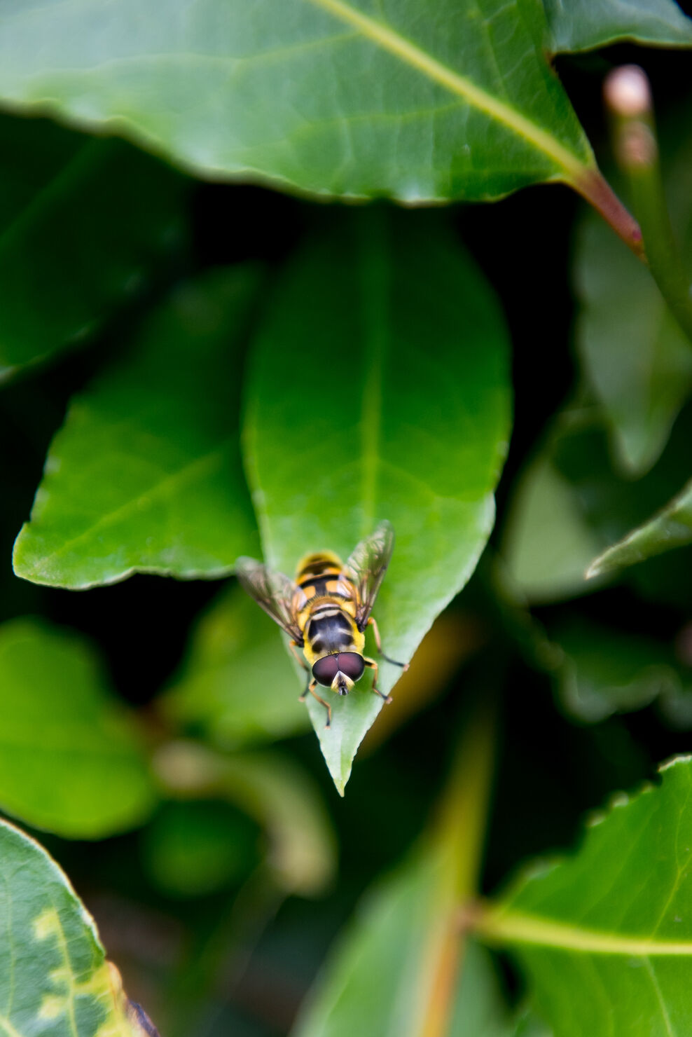 Pollinator Pathways | Avon Wildlife Trust